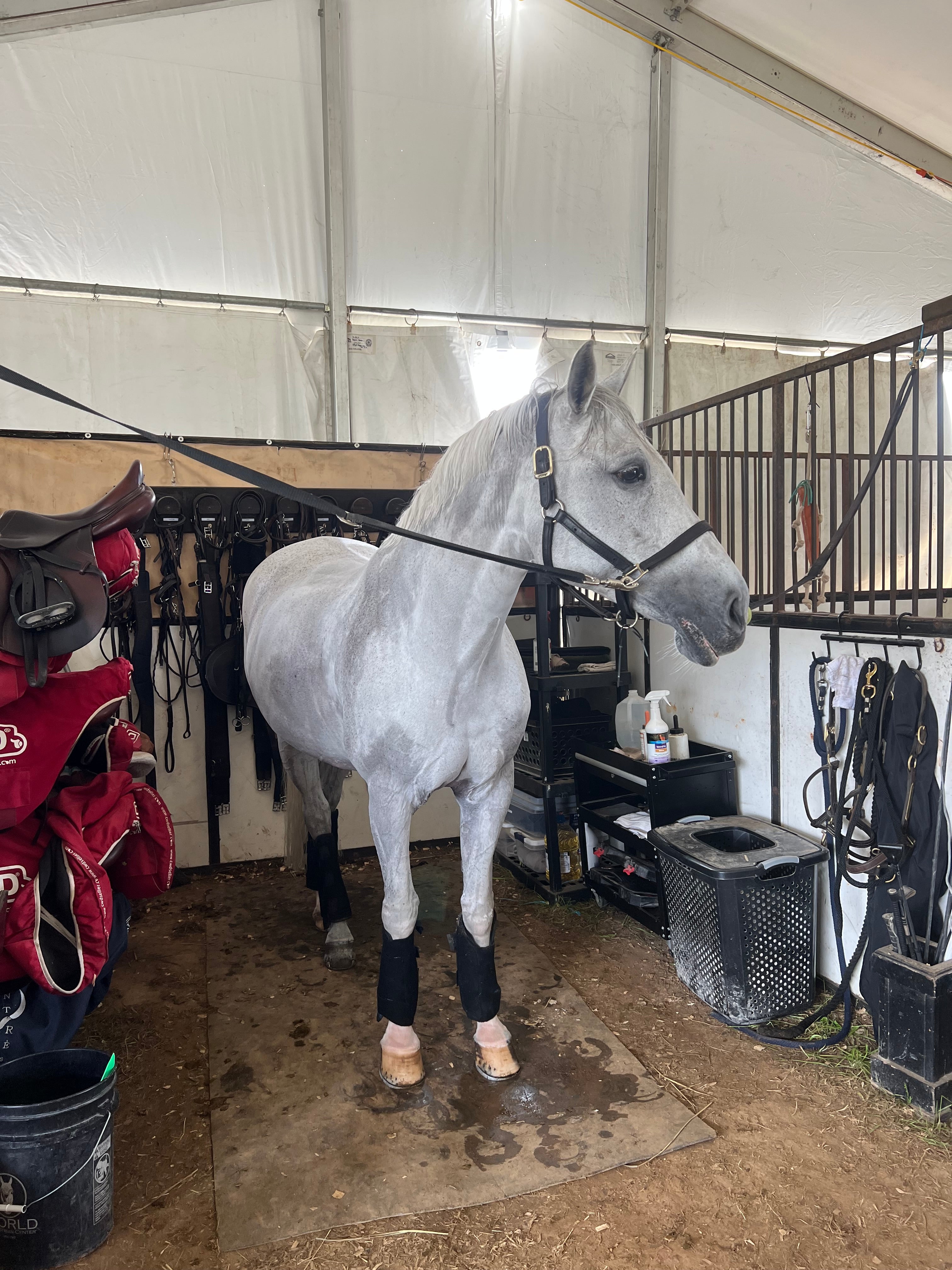 Great start to the weekend at KHP for Jenni's Chance and Emma Linton ...